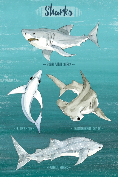 nextART. Sharks Chart