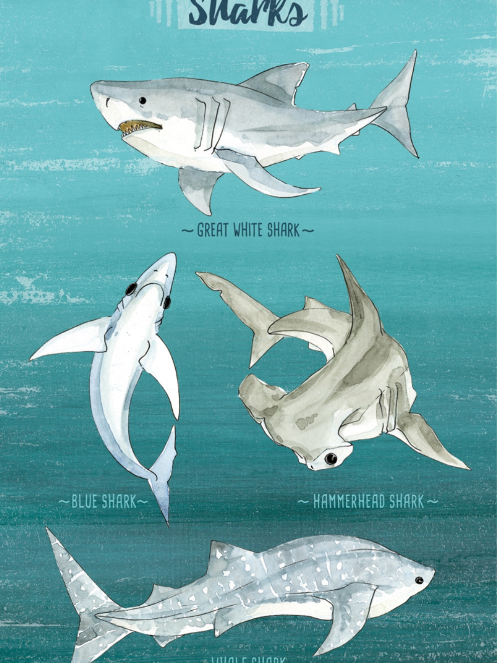 nextART. Sharks Chart