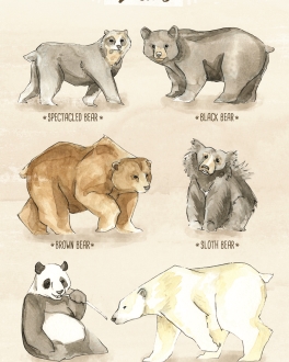 nextART. Bears Chart