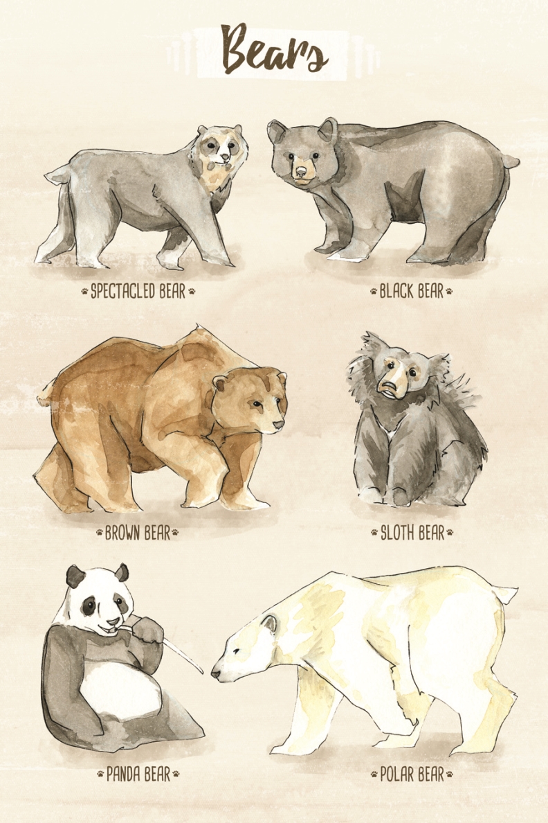 nextART. Bears Chart