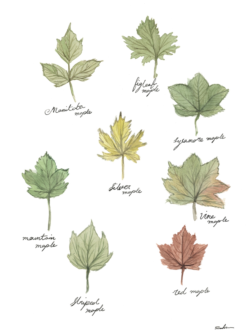 nextART. Leaves Chart
